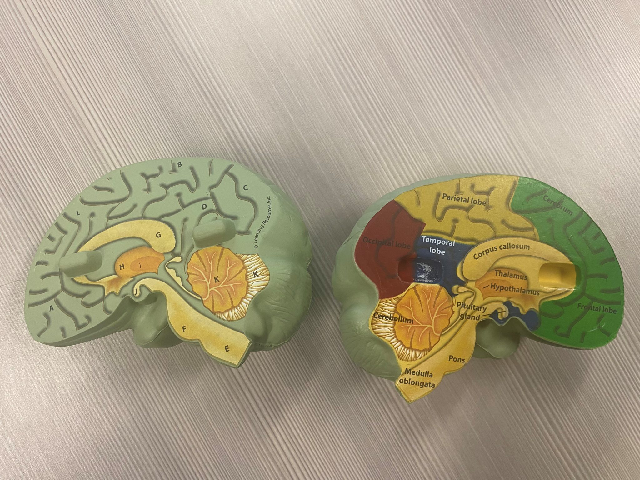 Upstairs and Downstairs Brain – SEL Sketches